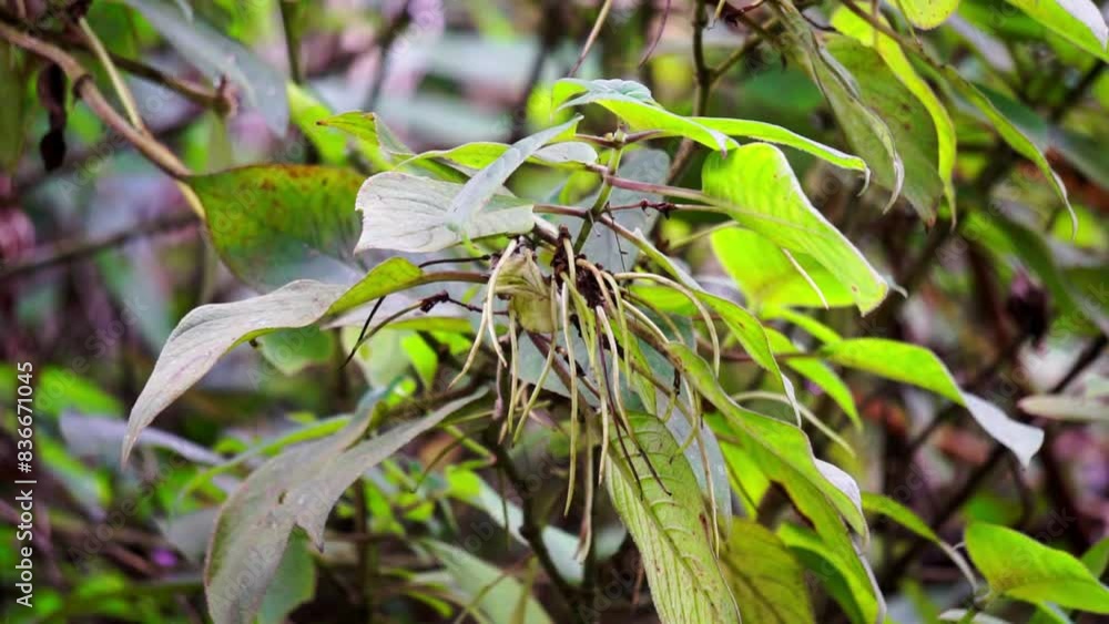 Sirih hutan (sirihan, piper aduncum, spiked pepper, spiked pepper ...