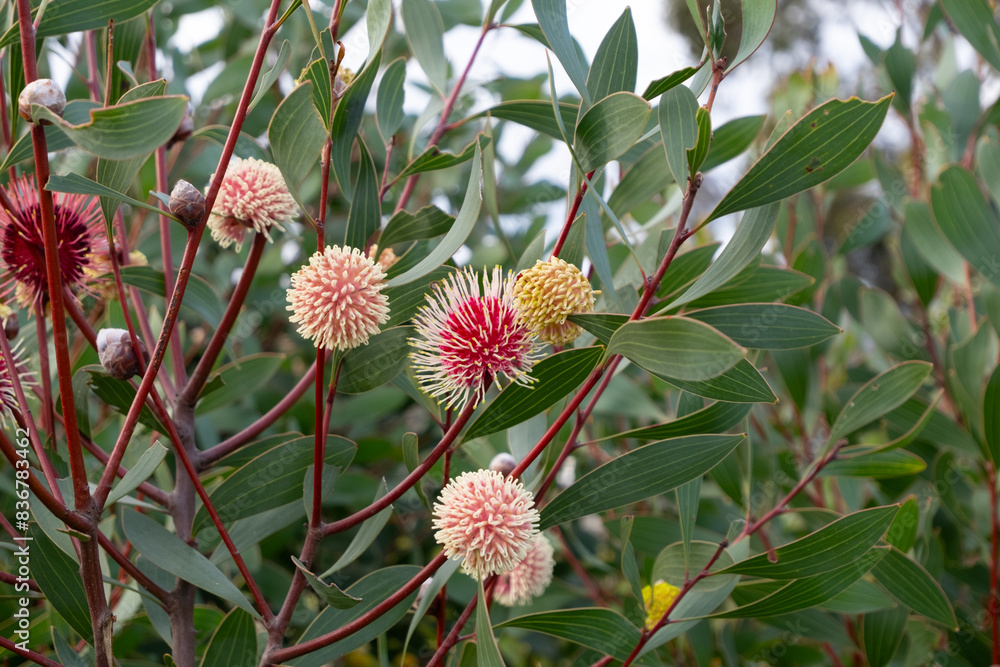 Blooming Australian native flora, Hakea laurina Pin-cushion Hakea, pink ...