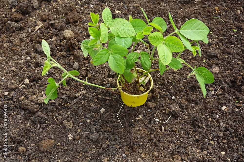 edamame plant in pot ready for transplanting to the vegetable garden ...