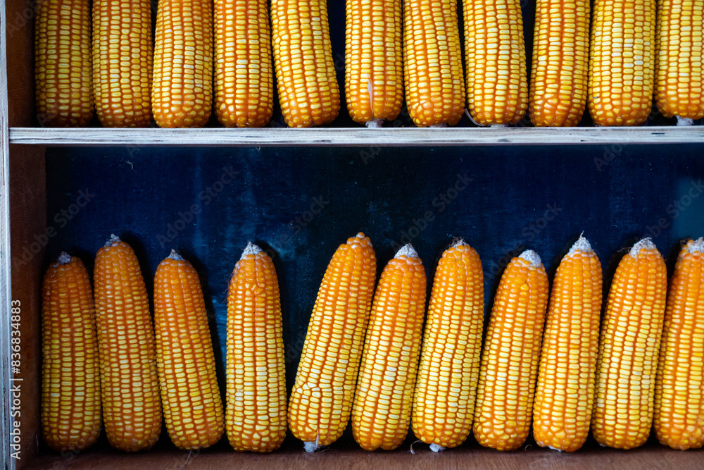 Enhance your designs with a stunning close-up photo of rows of corn ...