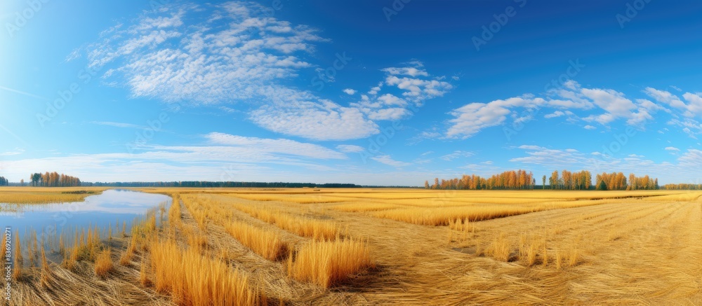 Autumn rice field rice ears and blue sky panorama 360 degree shooting ...