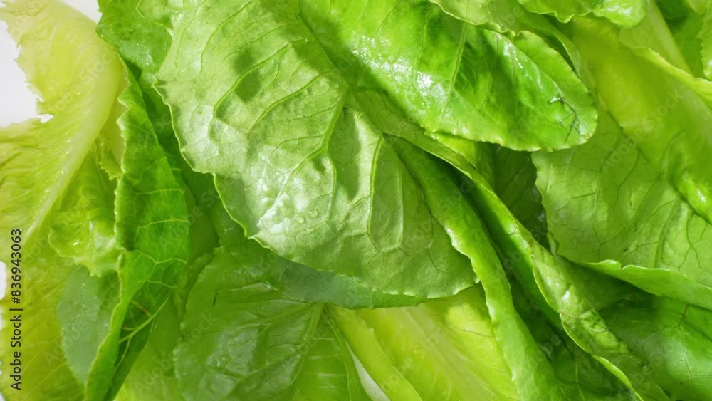 Romaine lettuce, known as Cos, displays long, crisp leaves with a ...