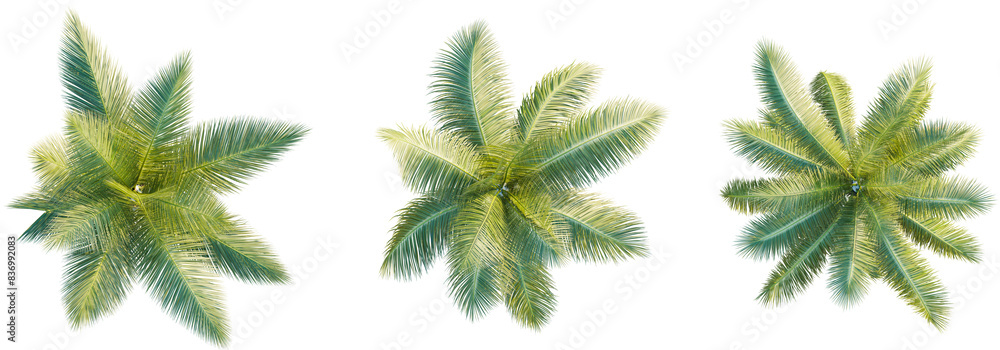 Cocos nucifera tree top view, tree plan 4k png cutout Stock Photo ...