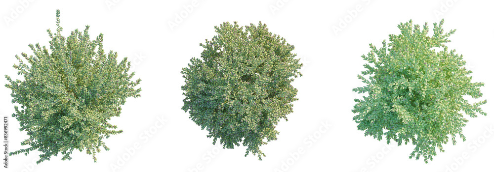 Abelia grandiflora tree top view, tree plan 4k png cutout Stock Photo ...