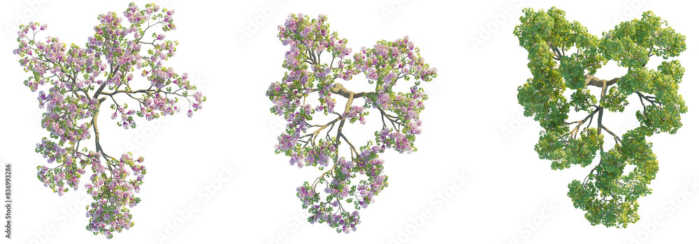 Tabebuia rosea tree top view, plan 4k cutout isolate Stock Photo ...