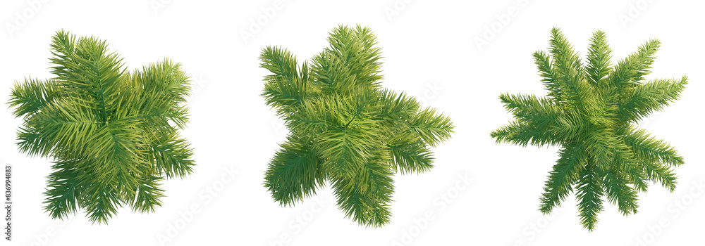 Royal palm tree top view, tree plan 4k png cutout Stock Photo | Adobe Stock