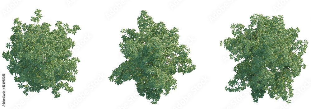Foto de Michelia alba tree top view, tree plan 4k png cutout do Stock ...