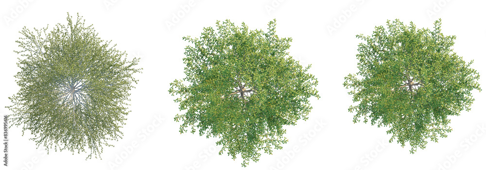 Terminalia mantaly tree top view, tree plan 4k png cutout foto de Stock ...