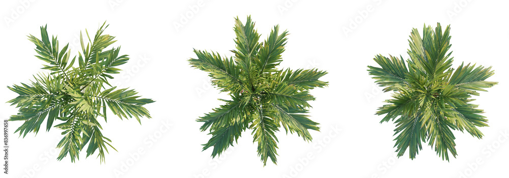 Areca catechu tree top view, tree plan 4k png cutout Stock Photo ...