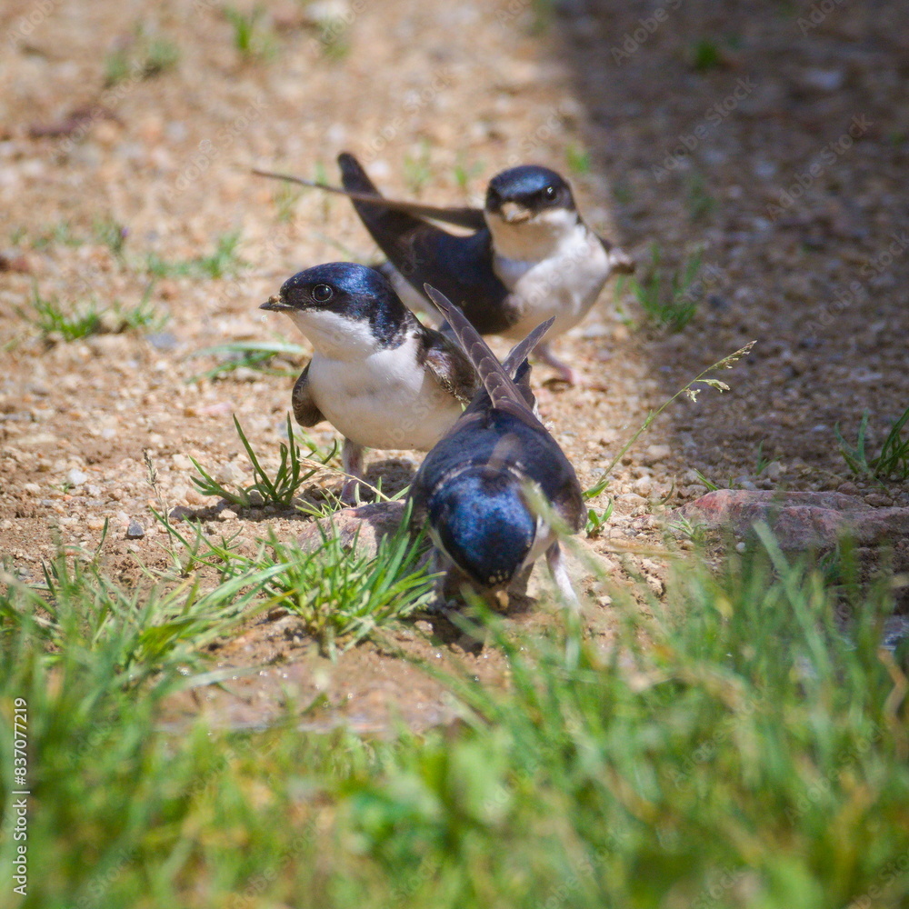 Delichon urbicum aka Western or Common house martin. Collecting mud for ...