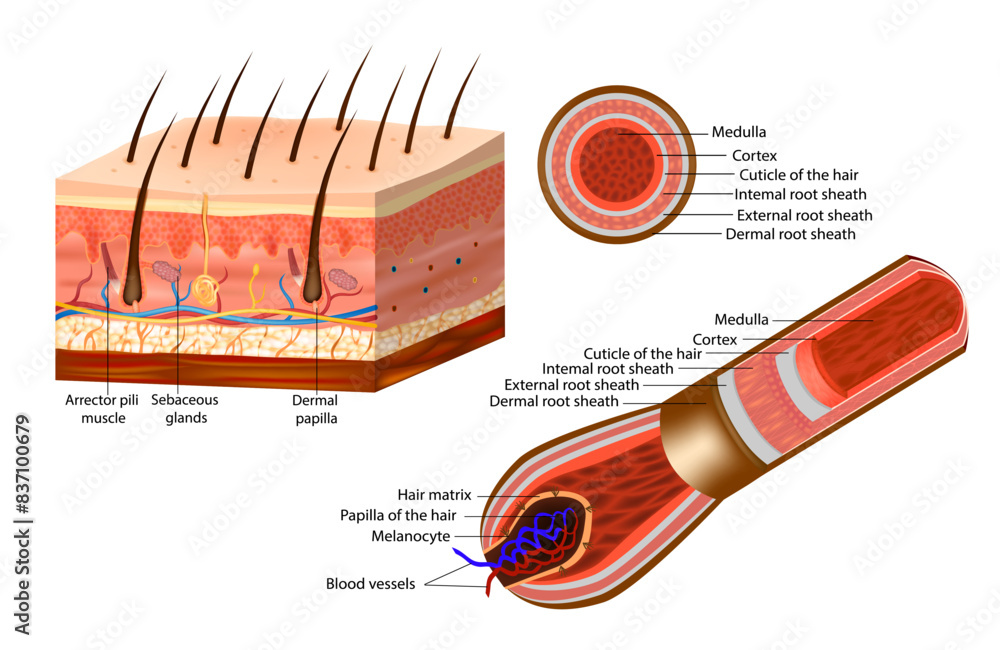 Anatomy of the hair shaft and bulb. Cross section of a hair strand ...