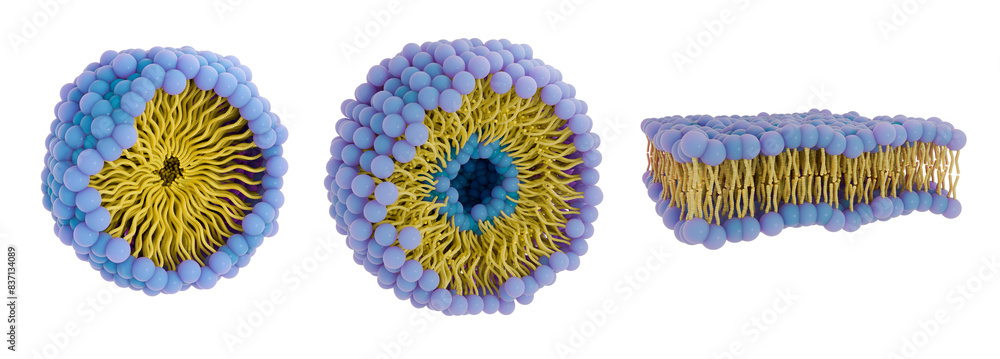 Poster 3d illustration of different phospholipid structures – Wall Art ...