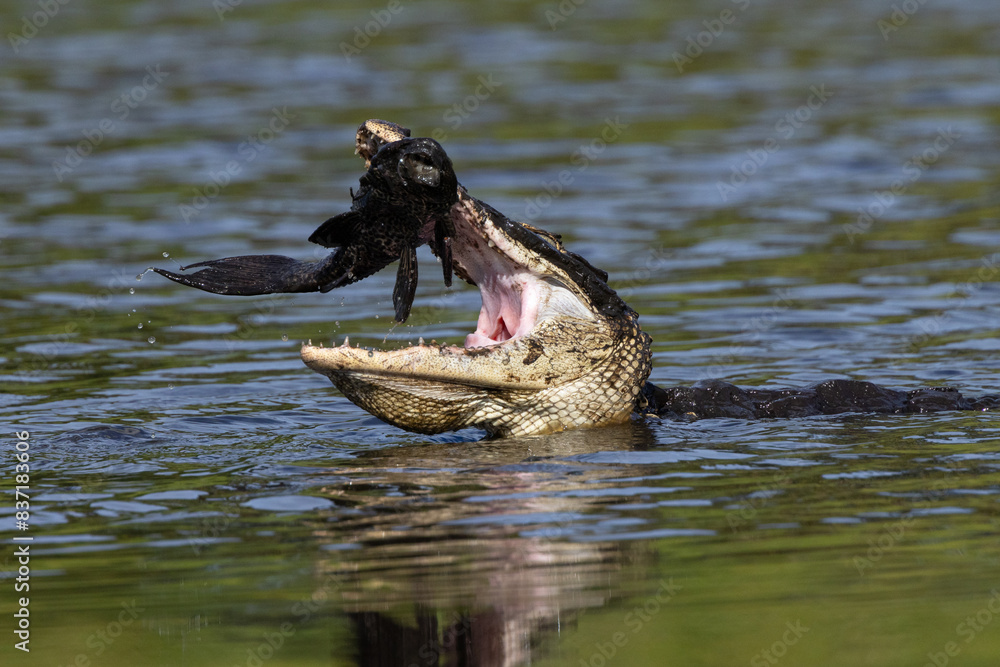 An American alligator (Alligator mississippiensis) attempting to eat ...