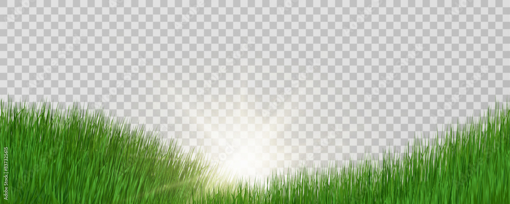 Grass border, vector illustration. Vector grass, lawn. Grass png, lawn ...