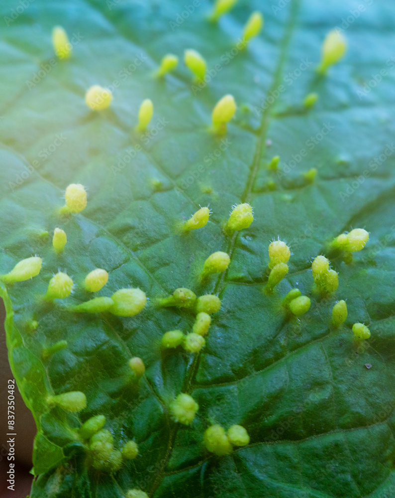 Blister mites (Eriophyes sp., Eriophyoidea) galles. Herbivores ...