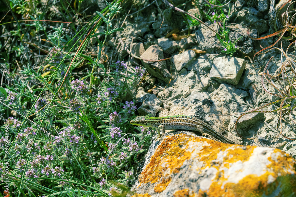 Foto de Crimean lizard (Podarcis tauricus tauricus, male). Feodosiya ...