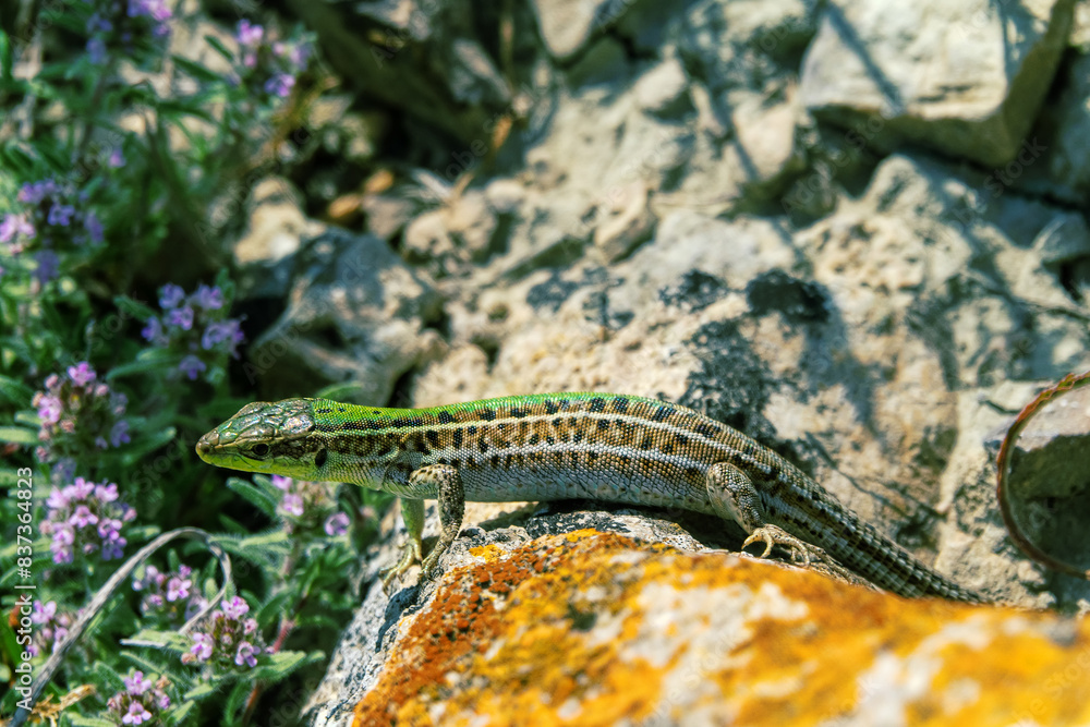 Crimean lizard (Podarcis tauricus tauricus, male). Feodosiya low ...