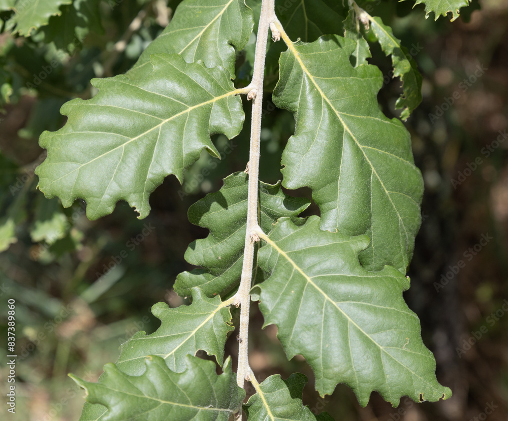 Quercus petraea, commonly known as the sessile oak, is native to most ...