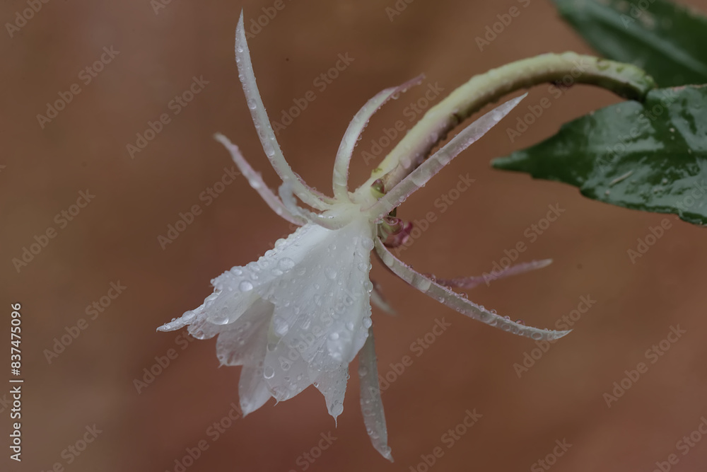 The elegance of the Dutchman's pipe flower in full bloom. This flower ...