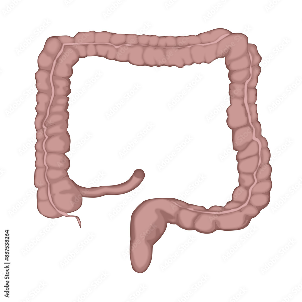 large Intestine, ,Cecum ,Cecum ,Ascending colon Transverse colon ...