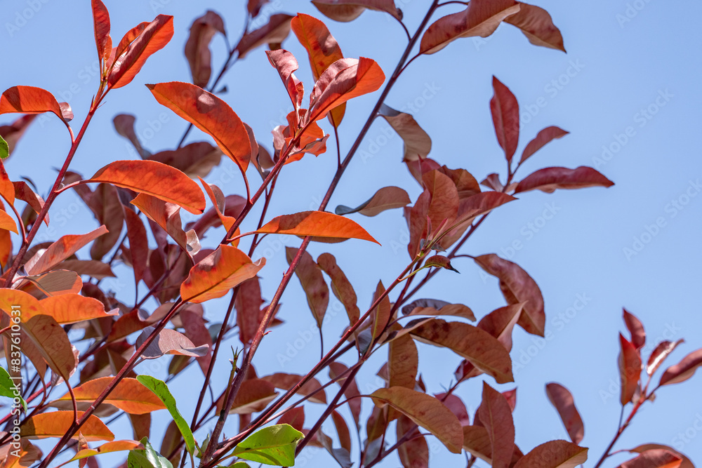 Photinia glabra, the Japanese photinia, is a species in the family ...