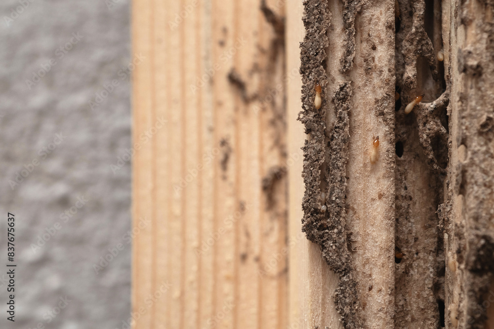 Group of the small termite destroy timber, termites eat wood and ...