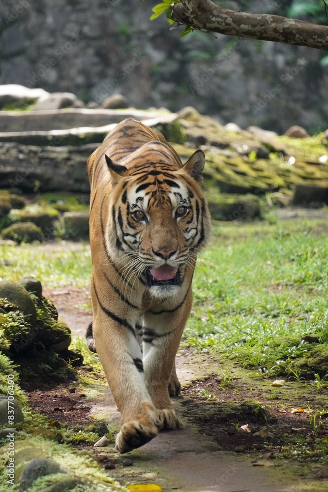 Poster A Sumatran tiger (Panthera tigris sumatrae) with rich brown fur ...