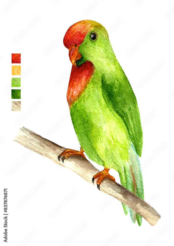 Watercolored Philippine Birds Hanging Parrot Colasisi on a branch Stock ...