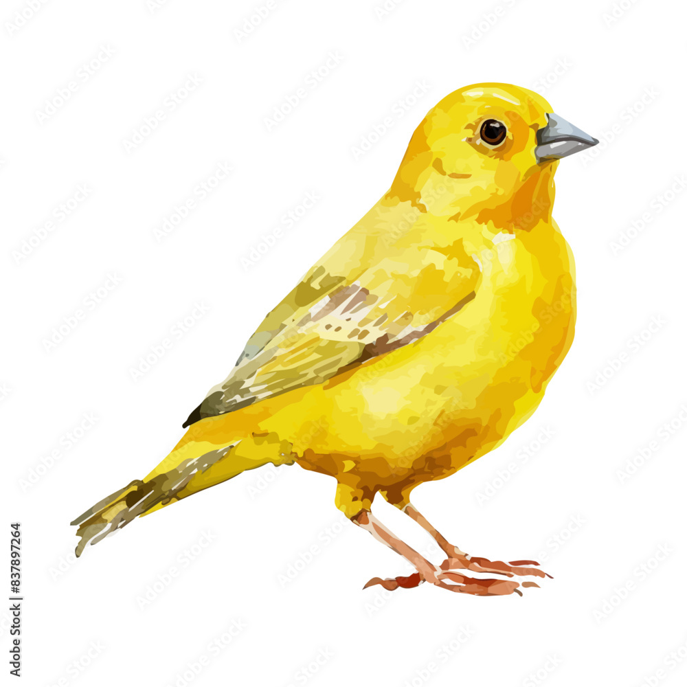 Watercolor clipart vector of a canary, isolated on a white background ...