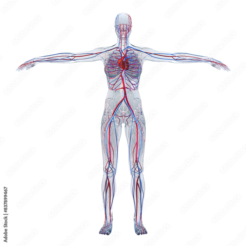 Human cardiovascular system: heart, arteries, veins, capillaries. Blood ...