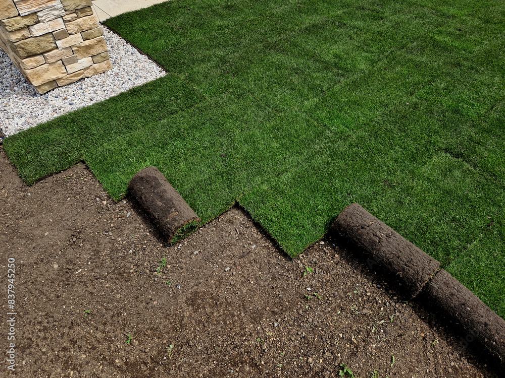 laying grass turf in the family garden. a roll of sod is driven onto ...