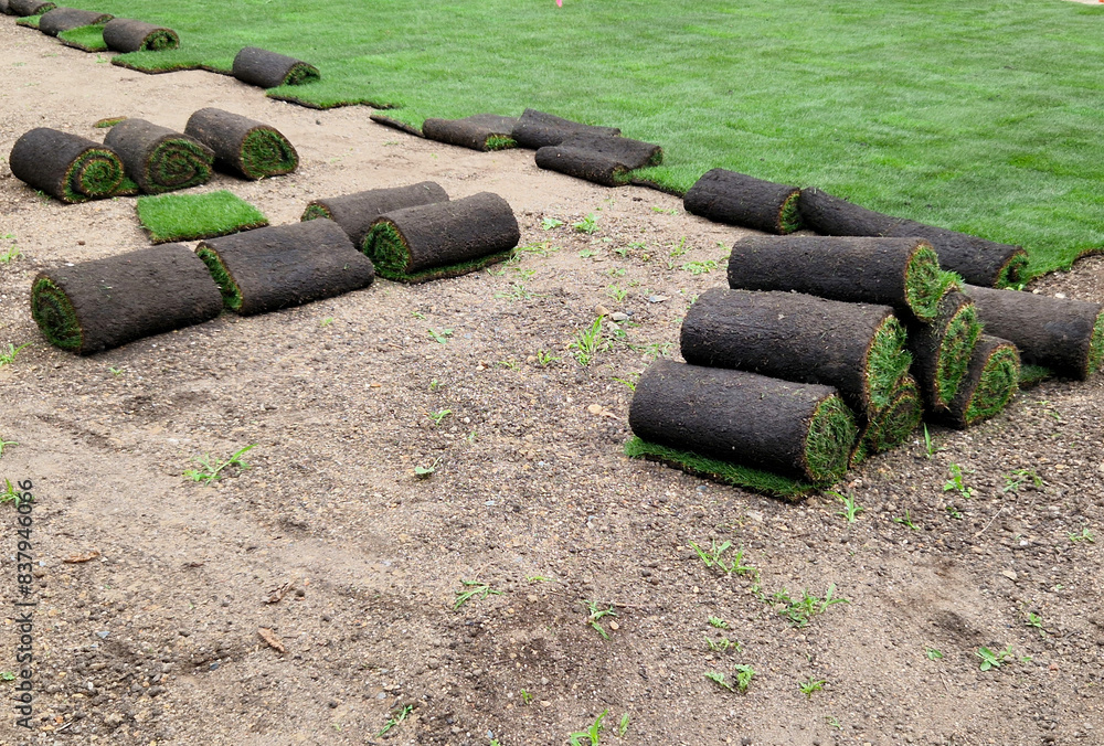 laying grass turf in the family garden. a roll of sod is driven onto ...
