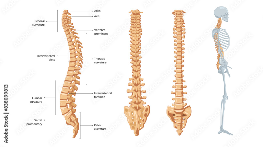 Human spinal column structure with backbone and spine skeletal icon ...