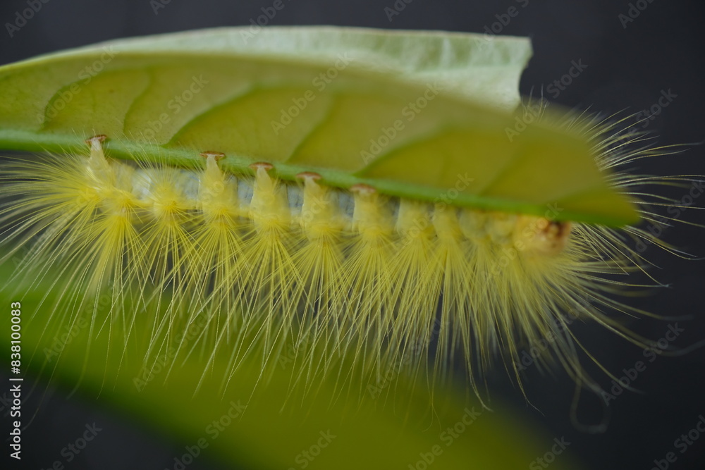 a yellow caterpillar was crawling on a twig. This caterpillar feeds on ...