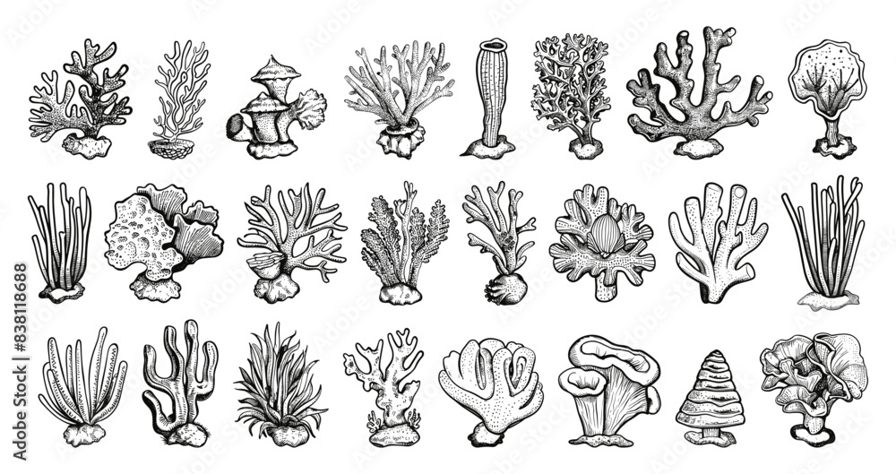 Doodle style different corals icons set. Low detailed line sketch with ...