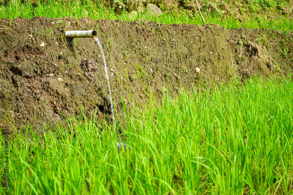 Irrigation of rice fields using pump wells with the technique of ...