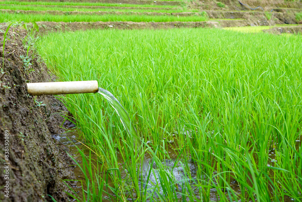 Irrigation of rice fields using pump wells with the technique of ...