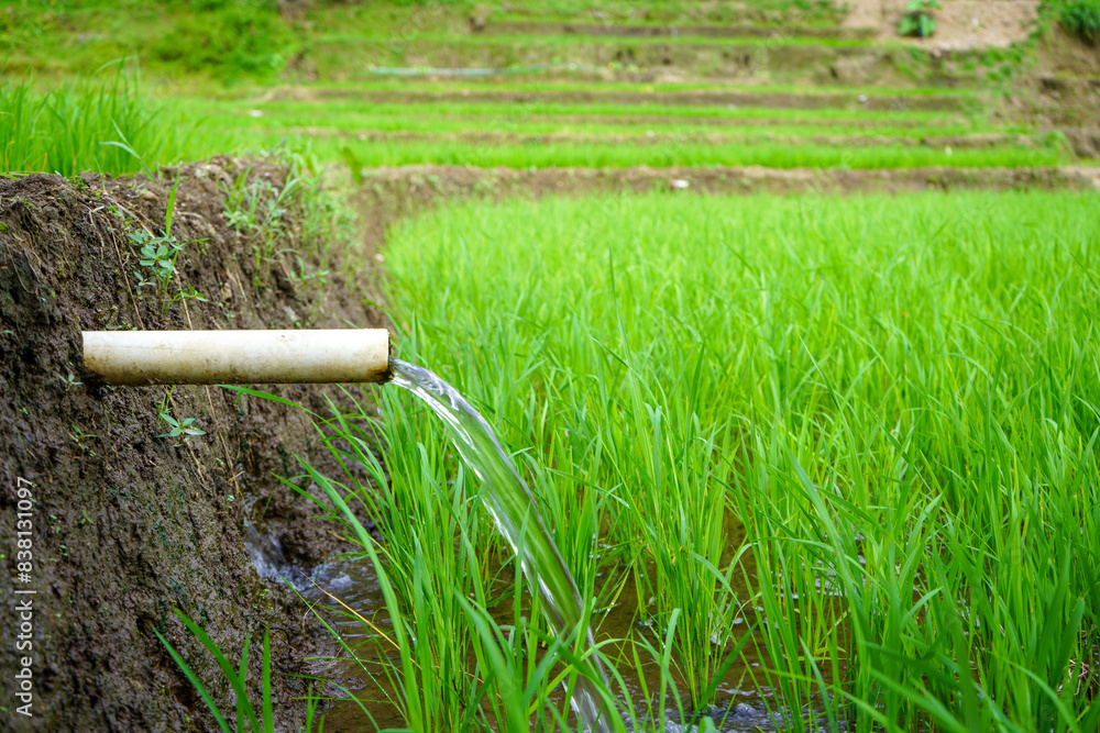 Irrigation of rice fields using pump wells with the technique of ...