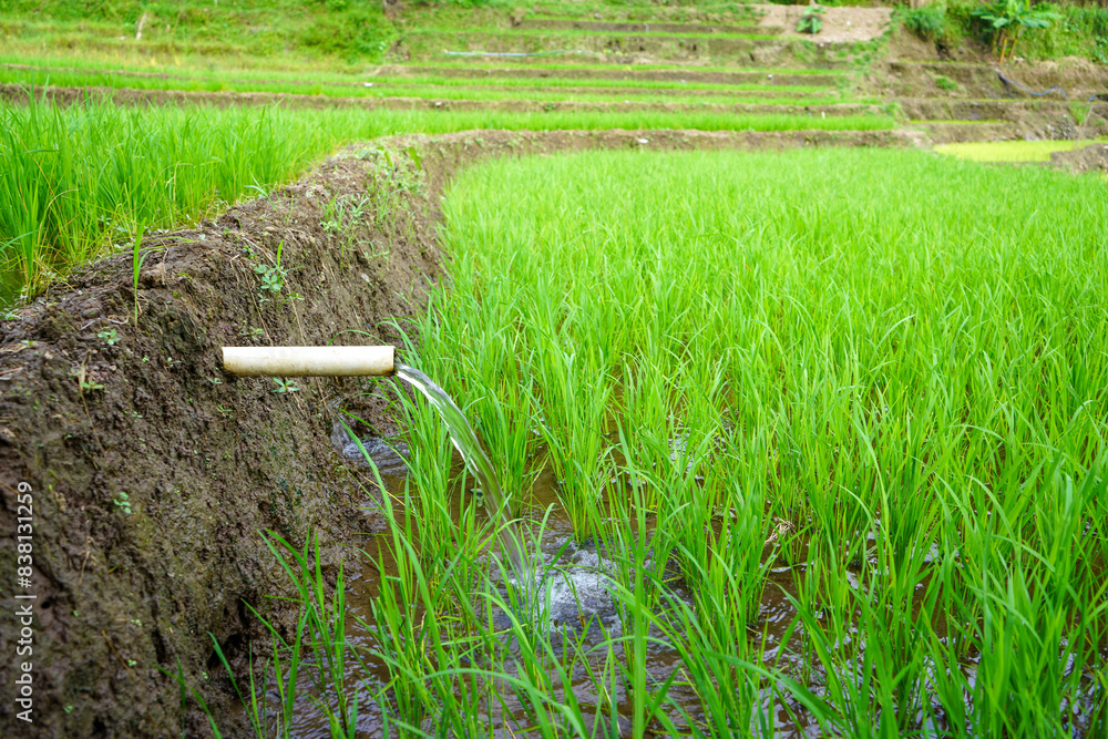 Irrigation of rice fields using pump wells with the technique of ...
