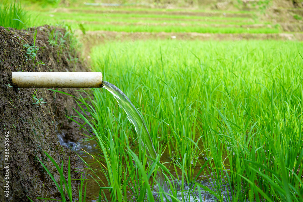 Irrigation of rice fields using pump wells with the technique of ...