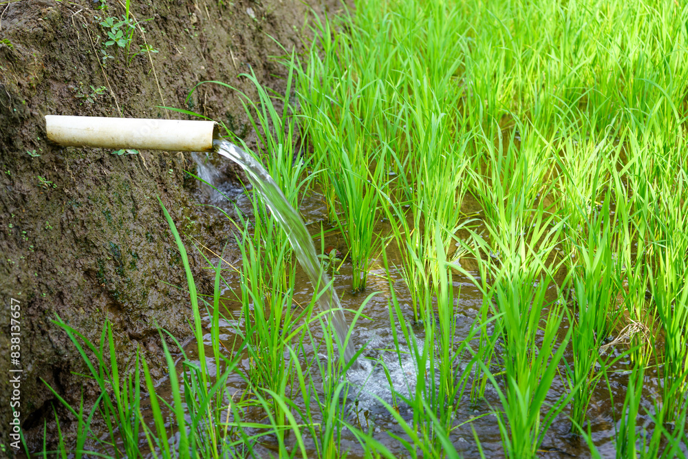 Irrigation of rice fields using pump wells with the technique of ...