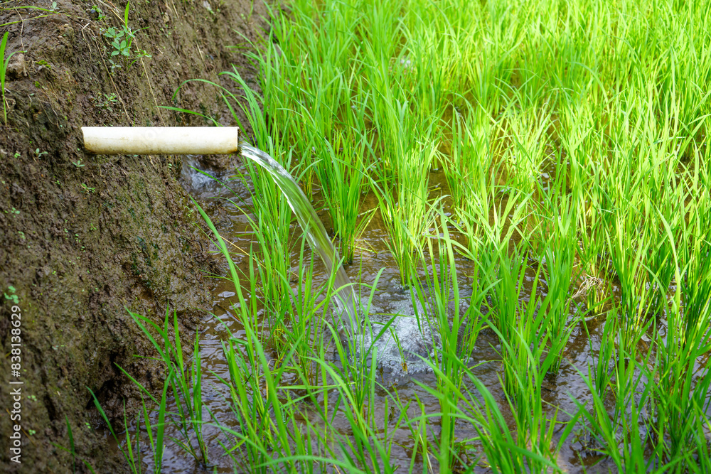Irrigation of rice fields using pump wells with the technique of ...