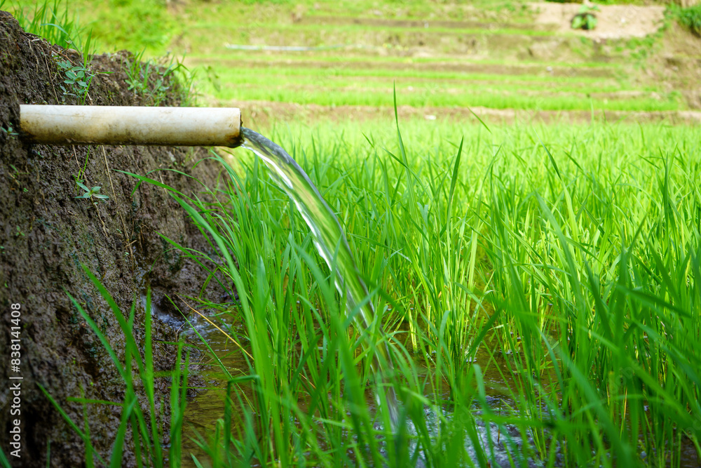Irrigation of rice fields using pump wells with the technique of ...
