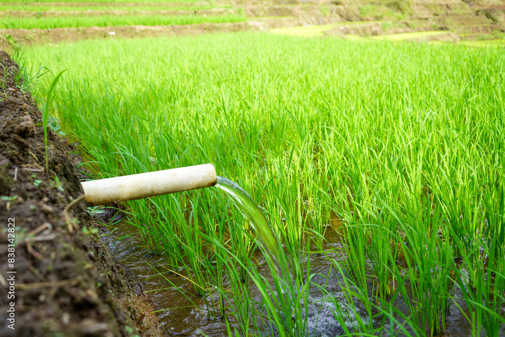 Irrigation of rice fields using pump wells with the technique of ...