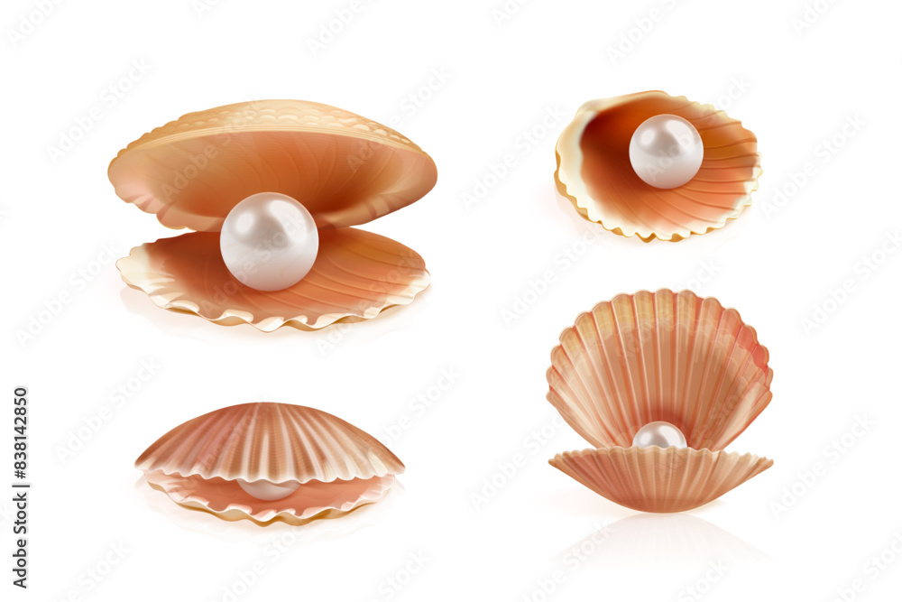 Realistic pearl shell. 3d oysters shells closeup, opened closed oyster ...