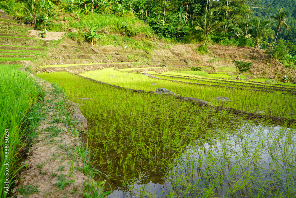 Subak is the water management (irrigation) system for the paddy fields ...