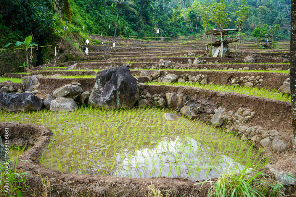 Subak is the water management (irrigation) system for the paddy fields ...