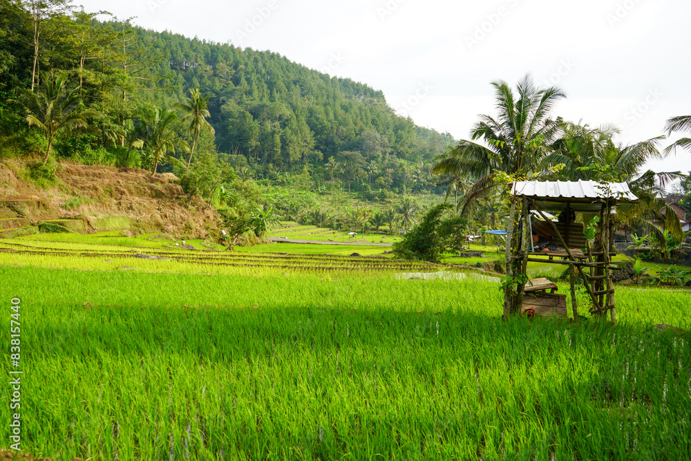 Subak is the water management (irrigation) system for the paddy fields ...