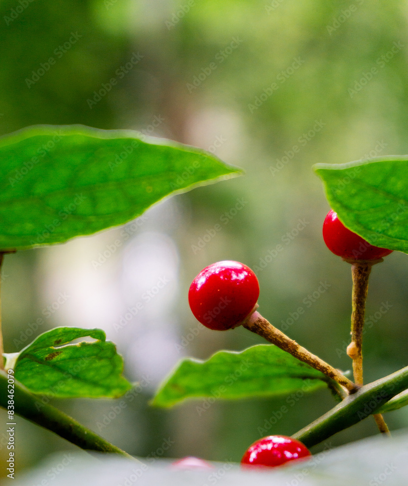 Solanum neesianum (Lycianthes subtruncata, Lycianthes neesiana). Nees ... Solanum neesianum (Lycianthes subtruncata, Lycianthes neesiana). Nees ...