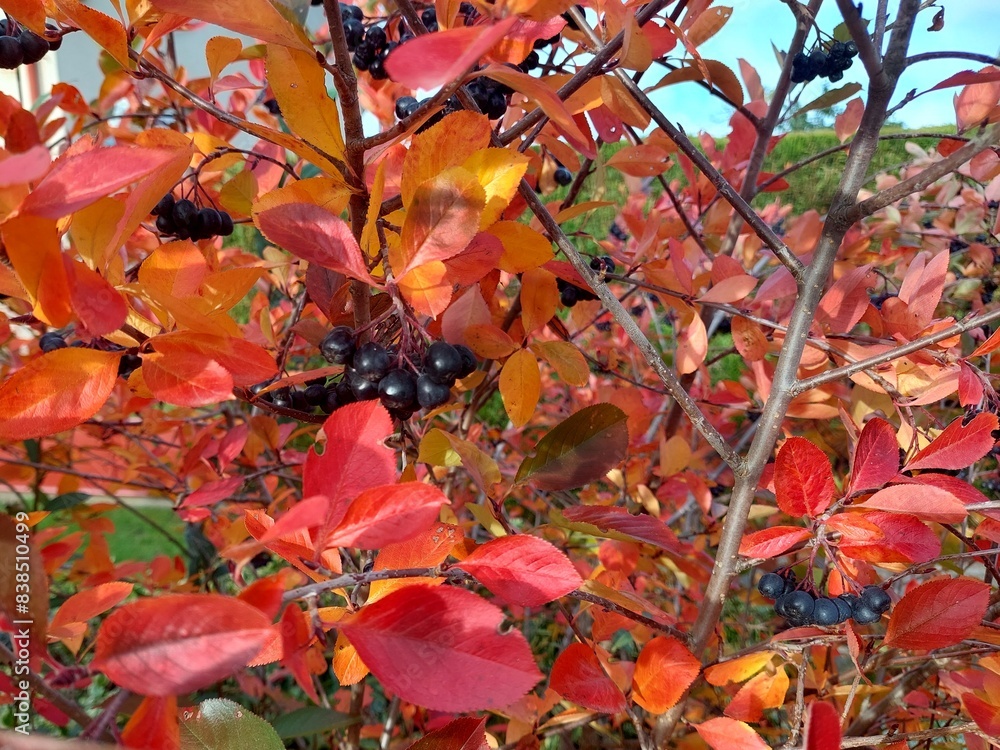 Aronia melanocarpa Bright red leaves of black chokeberry Aronia ...